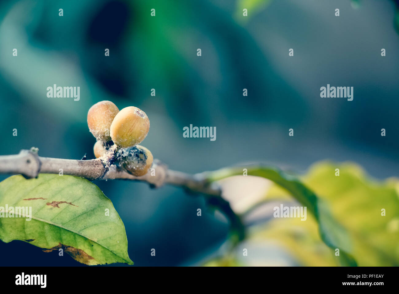 Coffee Berry Disease, fungus of Colleto- trichum coffeanum Stock Photo ...