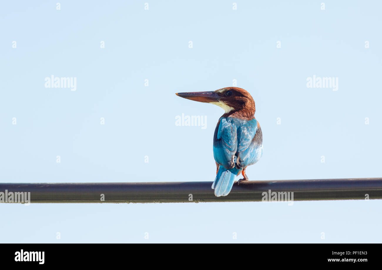 Halcyon bird hi-res stock photography and images - Alamy