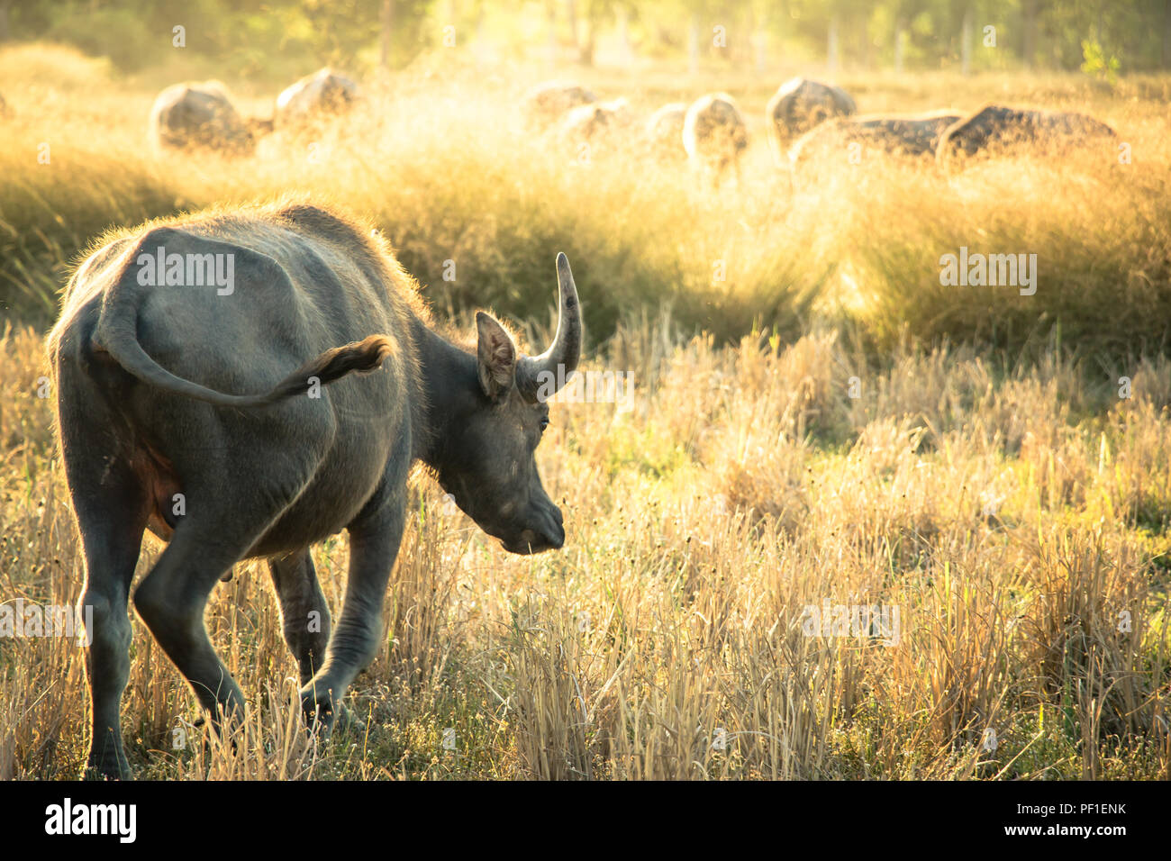 Farmer with his carabao hi-res stock photography and images - Alamy