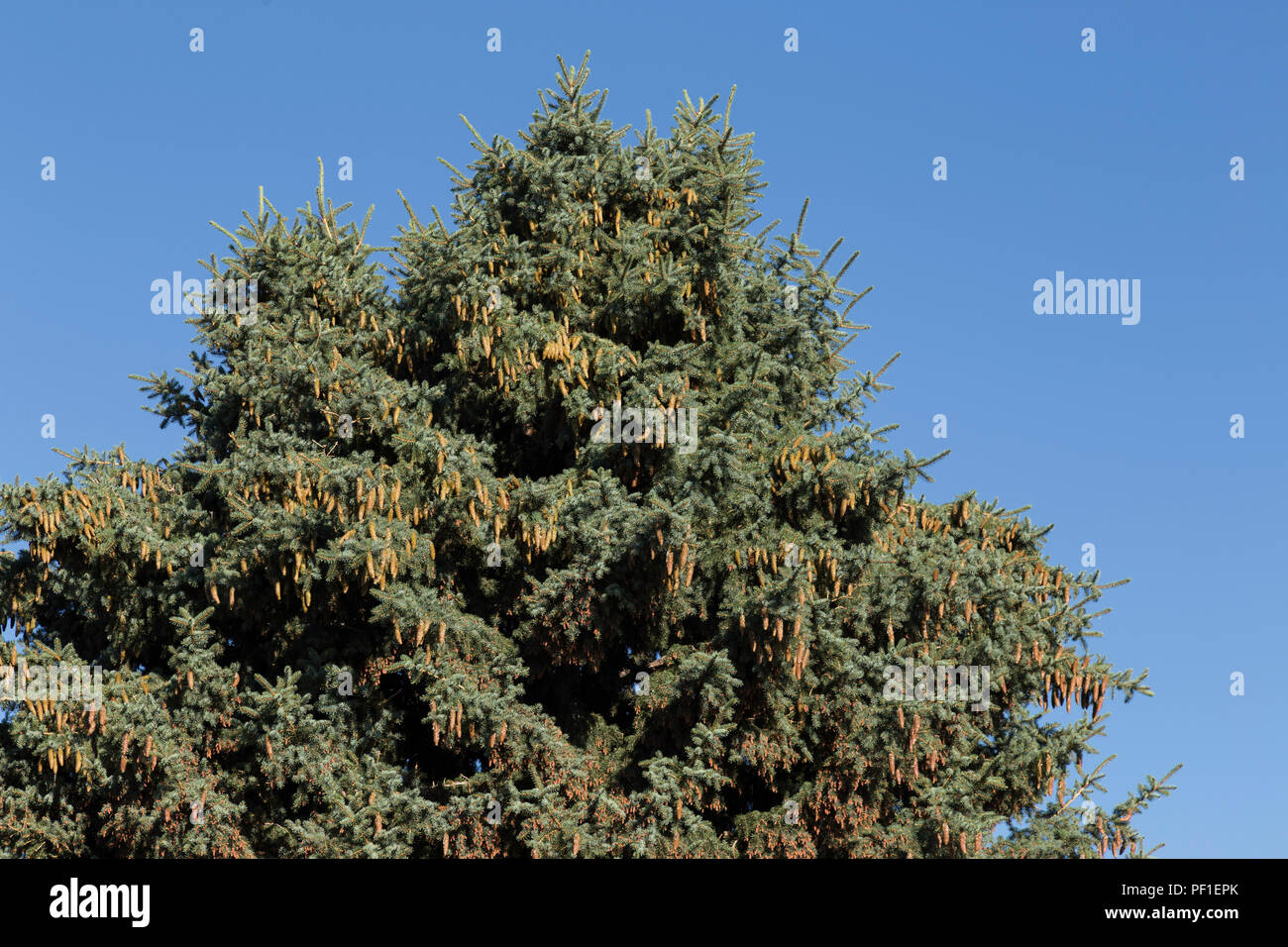 Tree with Cones Stock Photo - Alamy