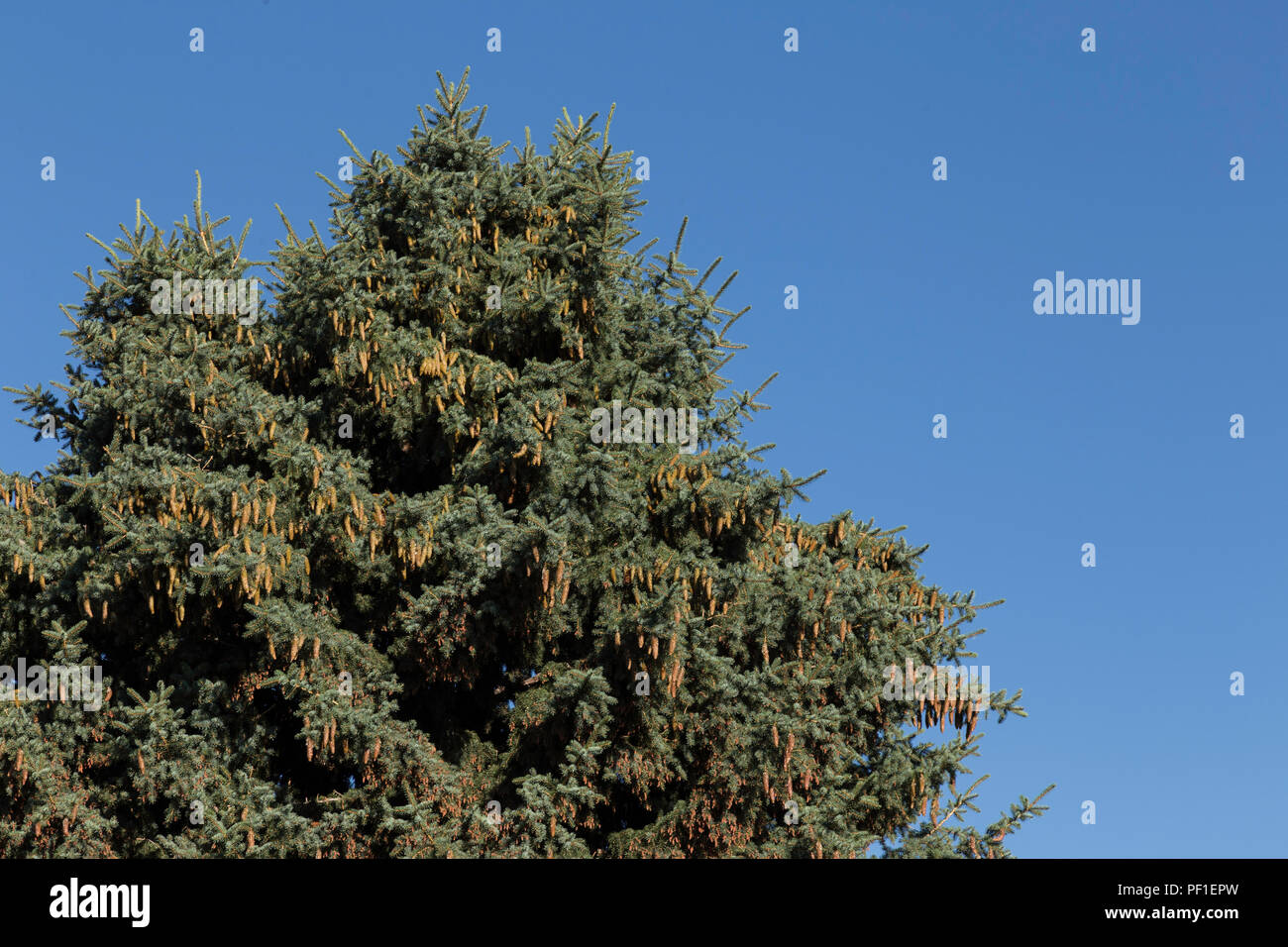 Tree with Cones Stock Photo - Alamy