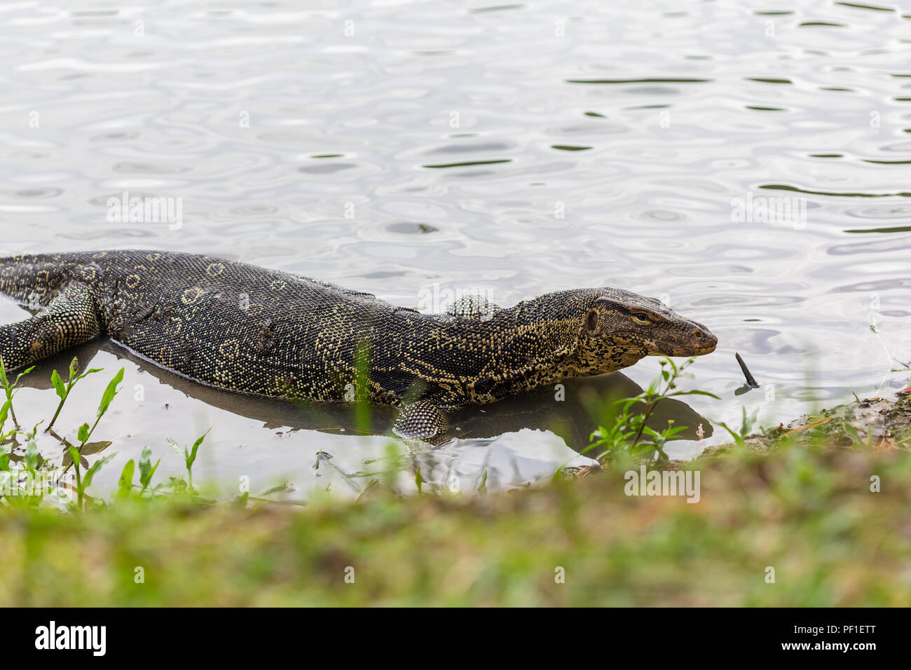 Varanus salvator, commonly known as water monitor or common water ...