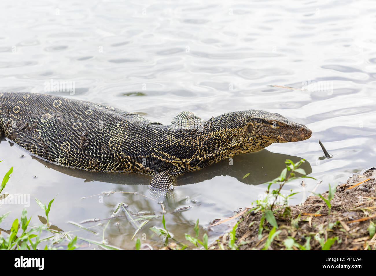 Varanus salvator, commonly known as water monitor or common water ...