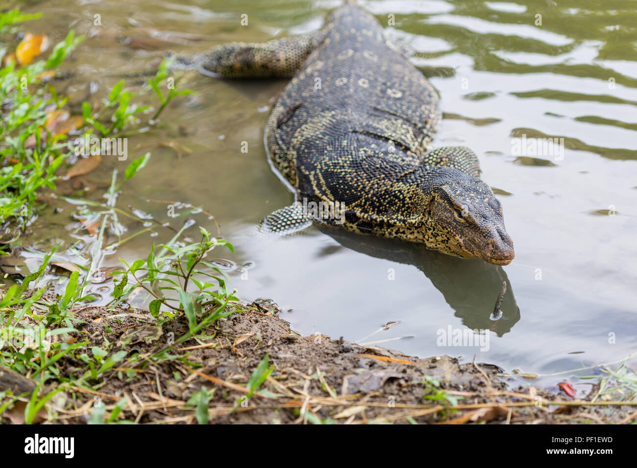 Varanus salvator, commonly known as water monitor or common water ...