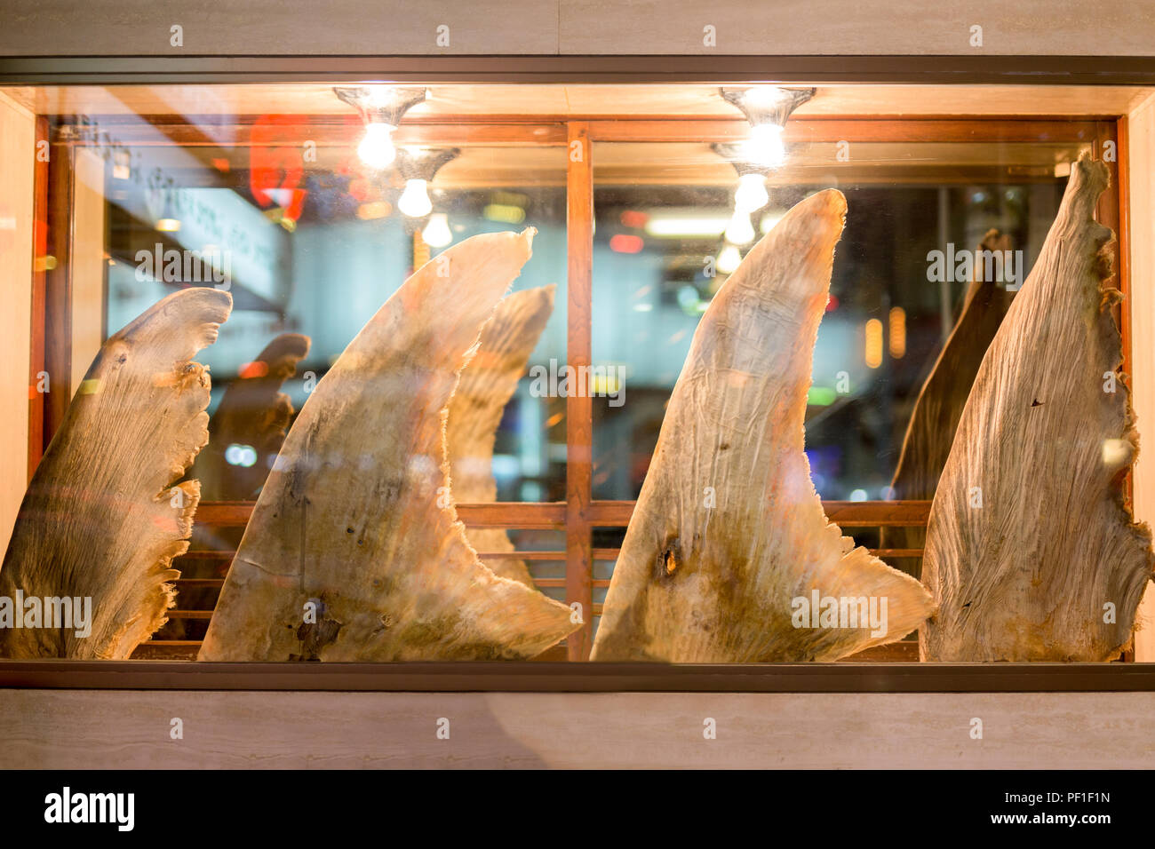 Shark fins on display in glass window Stock Photo - Alamy