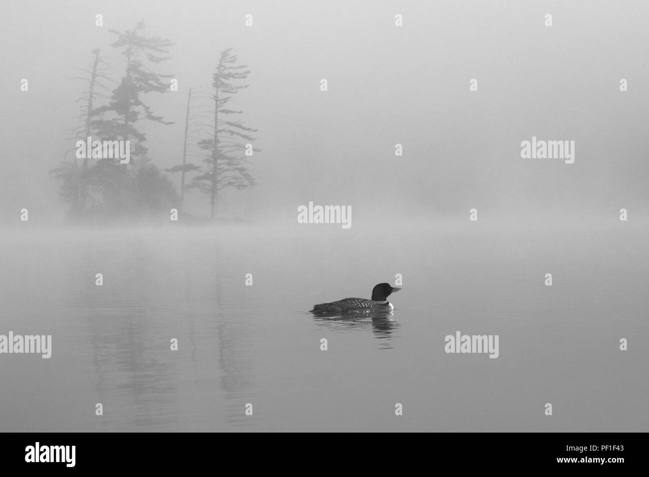 Common Loon with island in morning mist • Moss Lake, Adirondacks Park ...