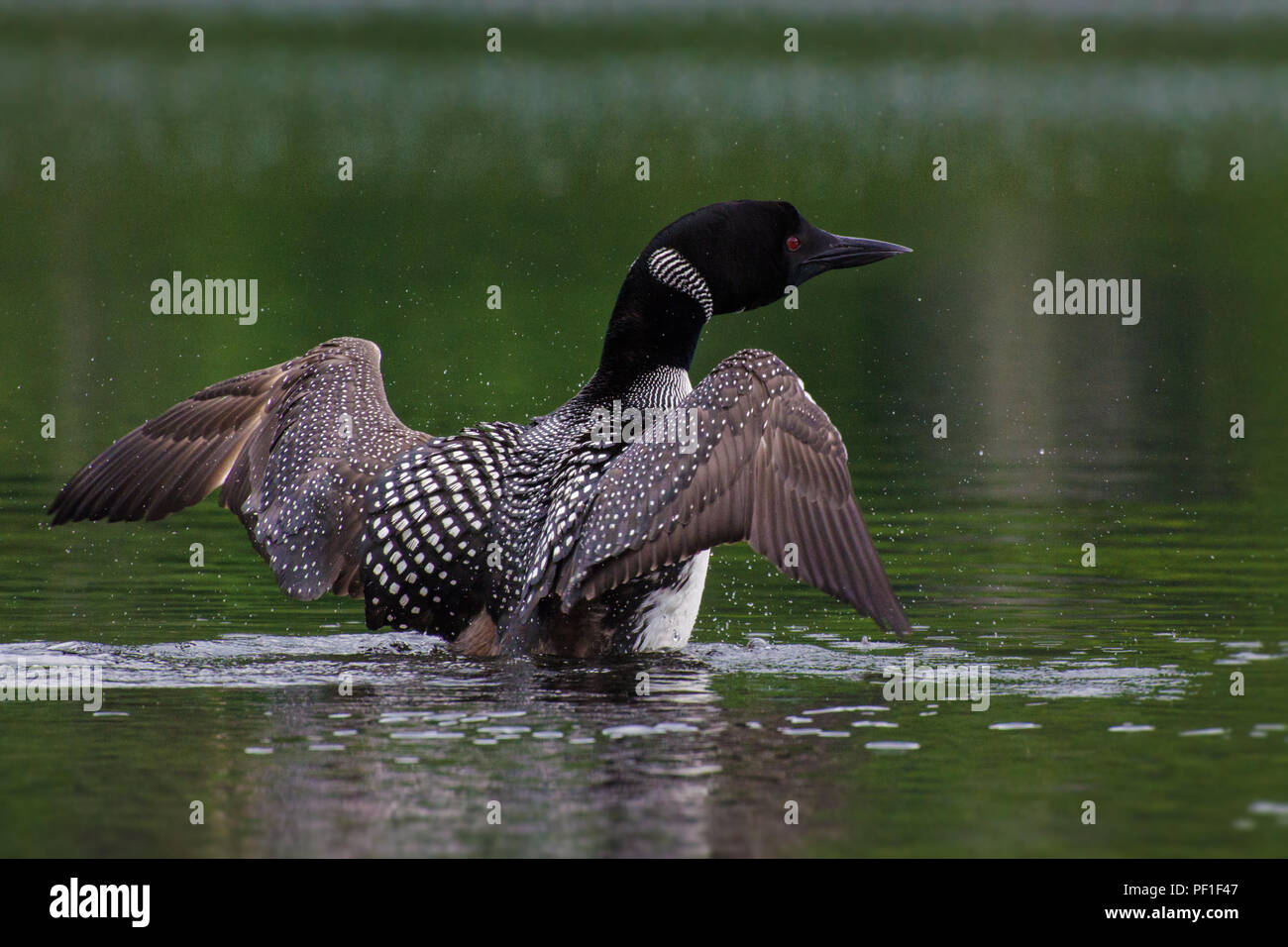 Common Loon stretches wings • Mason Lake, Adirondacks Park, NY • 2011 ...