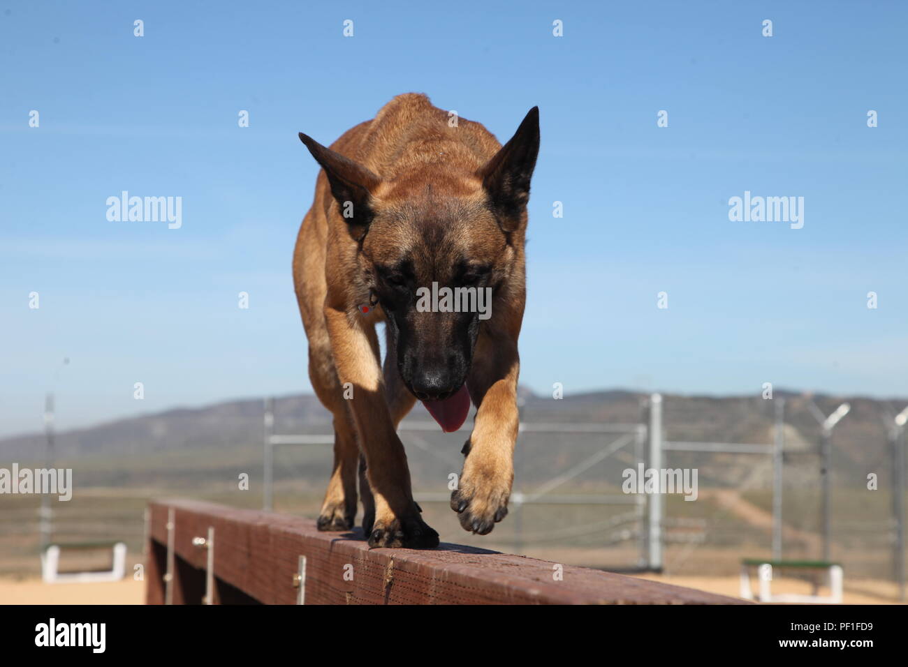 A U.S. Marine Corps Canine with Marine Corps Forces Special Operations ...