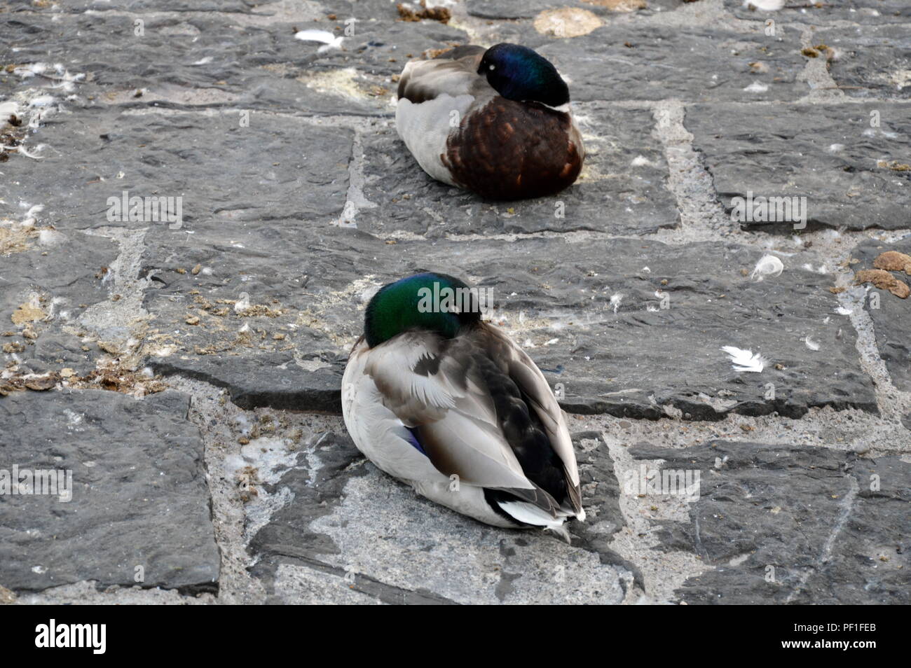 duck sleeping on street in Luzern Switzerland Stock Photo - Alamy
