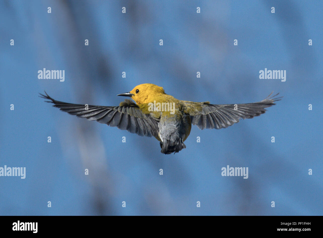 Warbler In Flight High Resolution Stock Photography and Images - Alamy