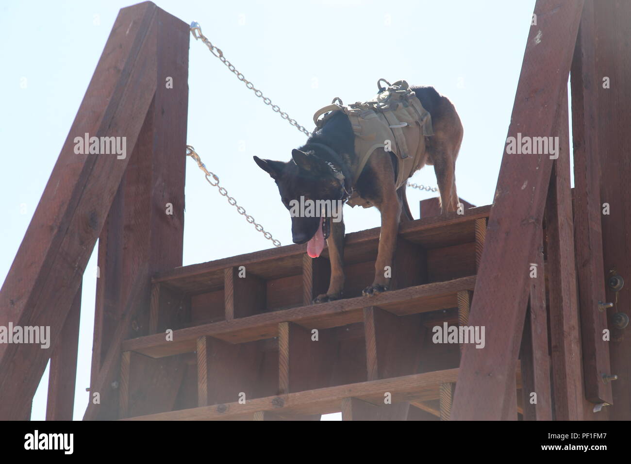 A U.S. Marine Corps Canine with Marine Corps Forces Special Operations ...