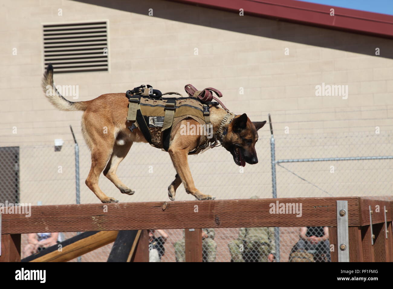 A U.S. Marine Corps Canine with Marine Corps Forces Special Operations ...