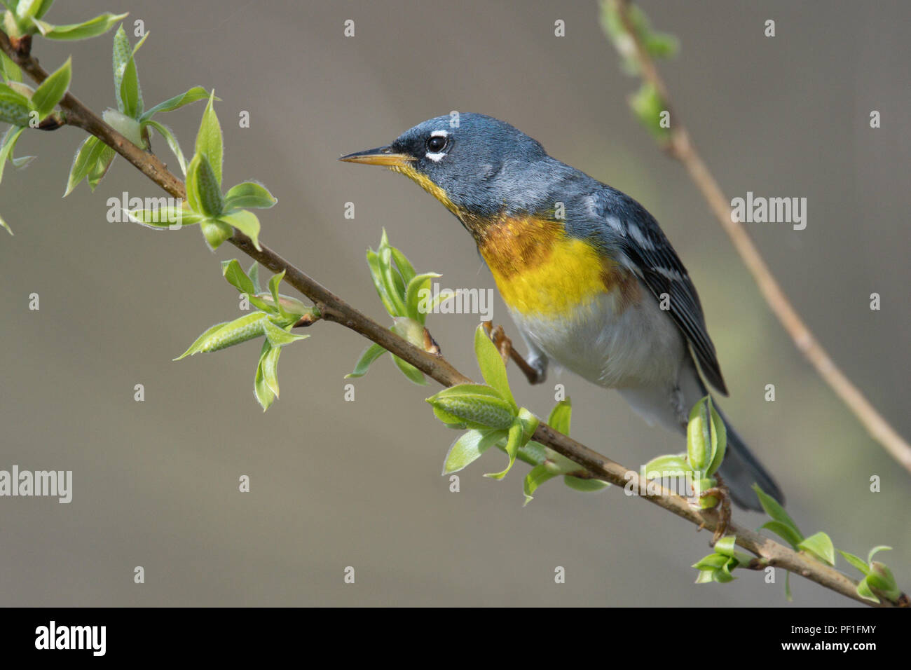 Budding twig hi-res stock photography and images - Alamy