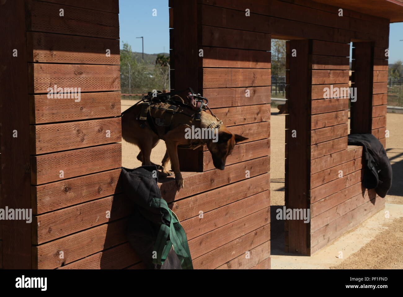 A U.S. Marine Corps Canine with Marine Corps Forces Special Operations ...