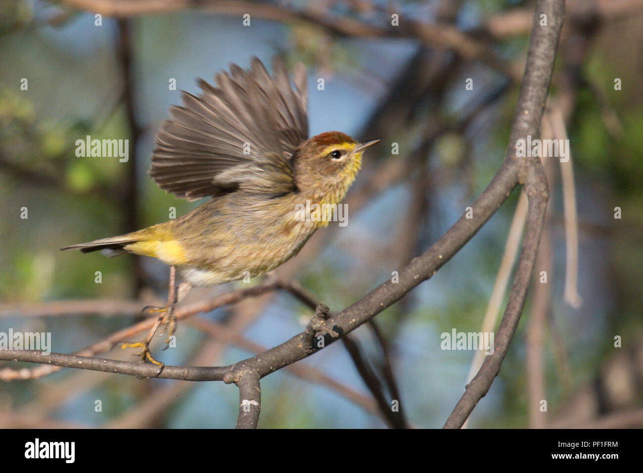 Yellow warbler in flight hi-res stock photography and images - Alamy