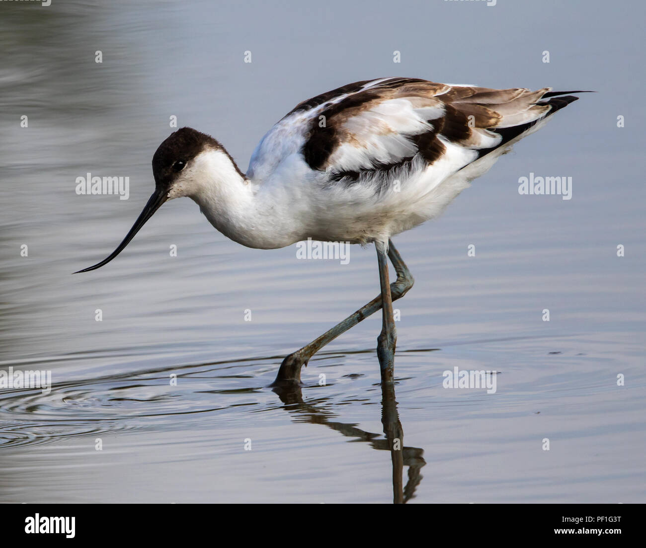 Juvenile avocet hi-res stock photography and images - Alamy