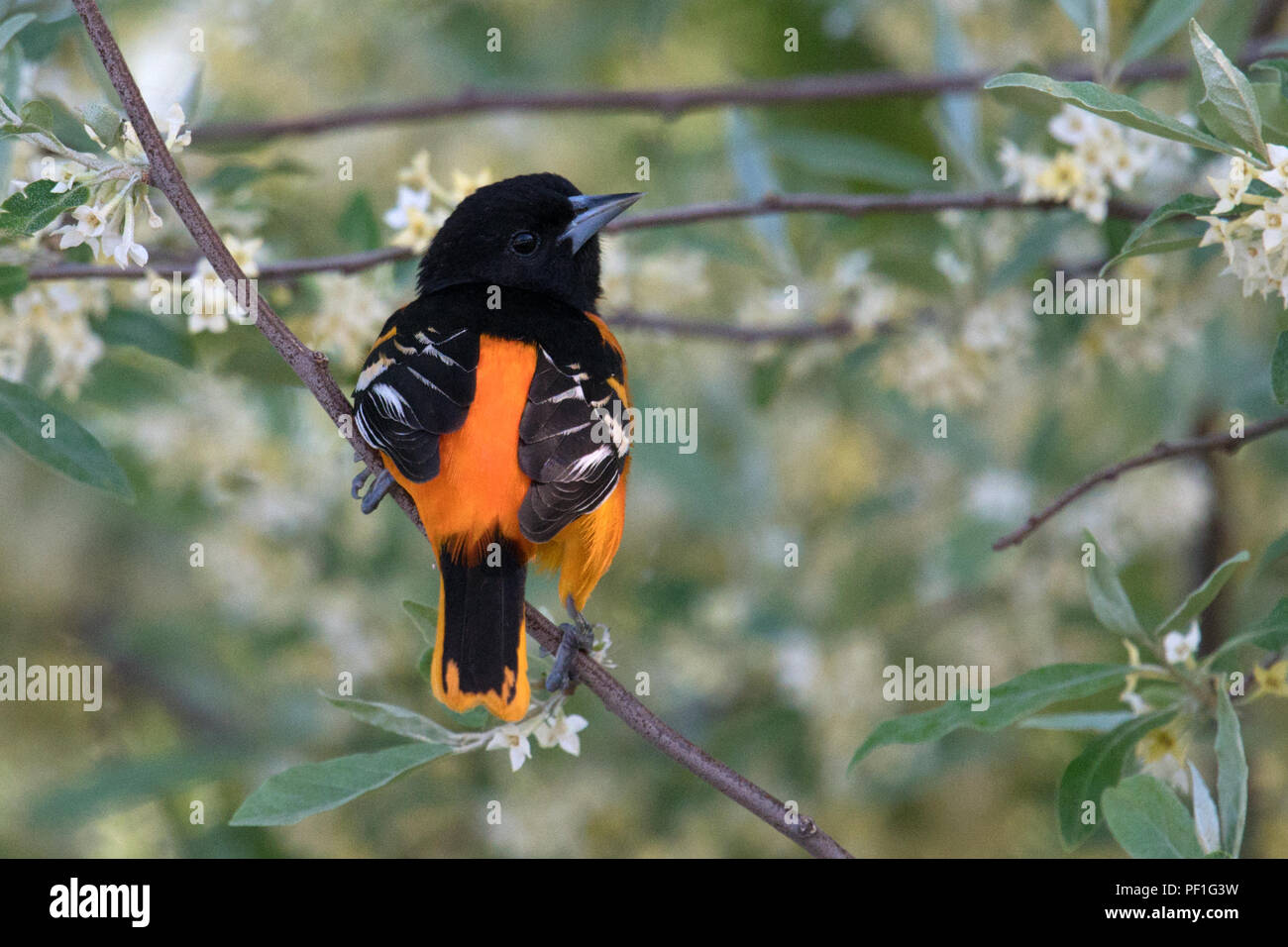 Baltimore oriole in flowers hi-res stock photography and images - Alamy
