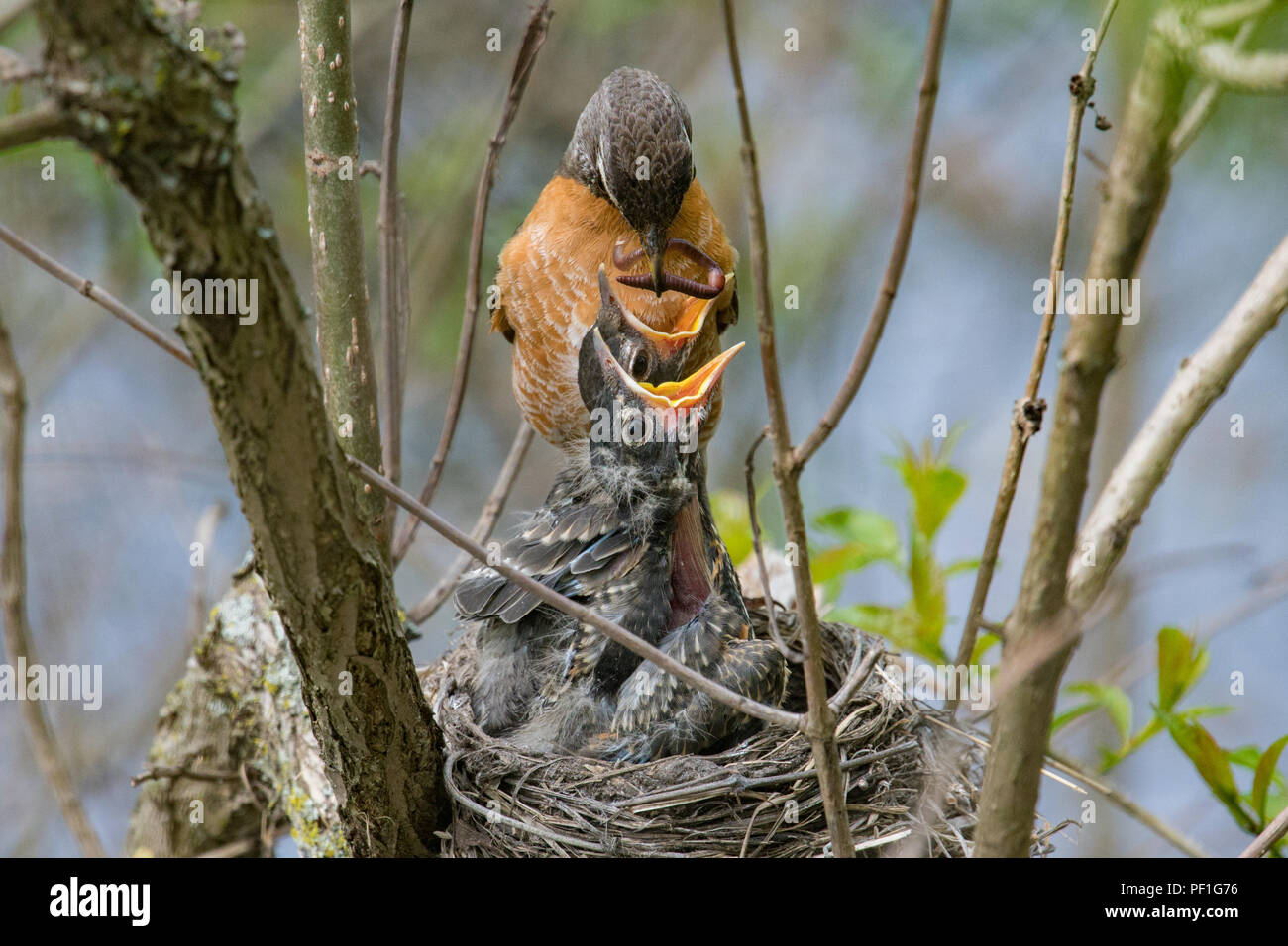 American Robin feeds worm to nestlings • Magee Marsh Wildlife Area, OH ...