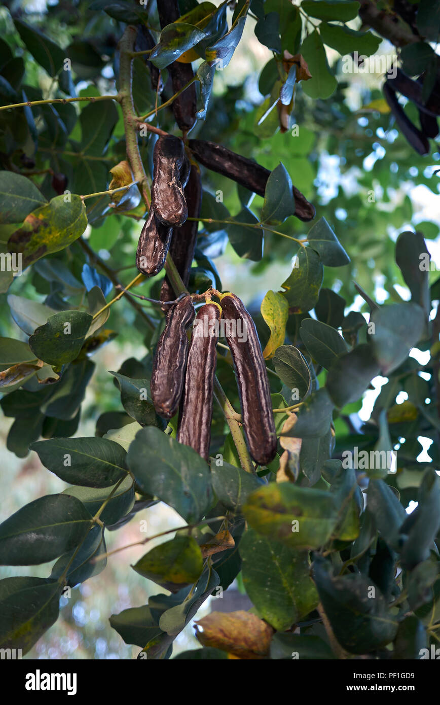 Ceratonia siliqua hi-res stock photography and images - Alamy