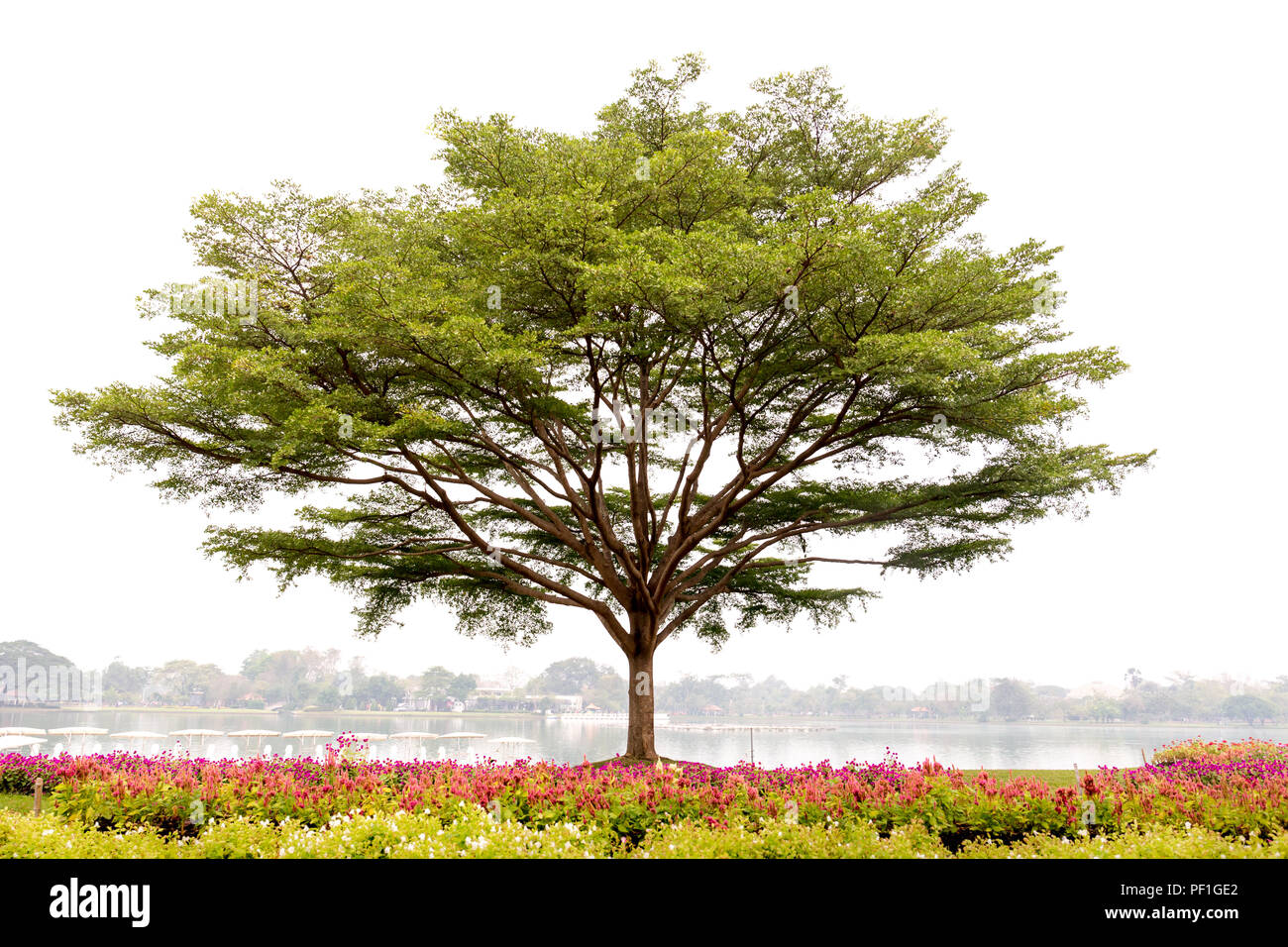 Terminalia ivorensis chev hi-res stock photography and images - Alamy