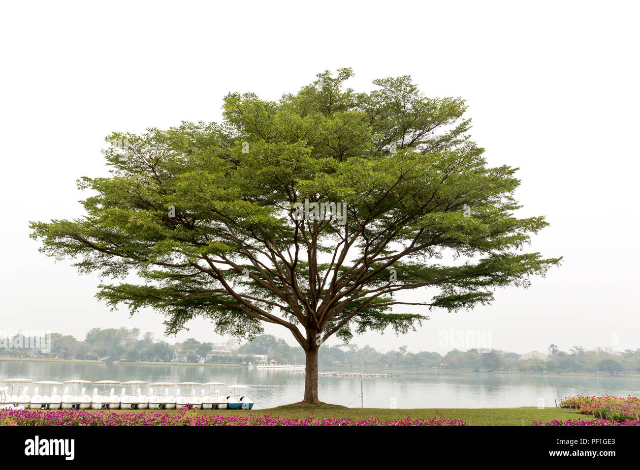 Terminalia ivorensis Chev tree on the lak Stock Photo - Alamy