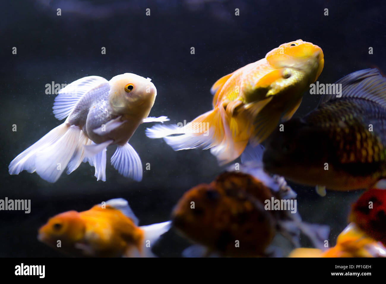 Little golden color fish hi-res stock photography and images - Alamy