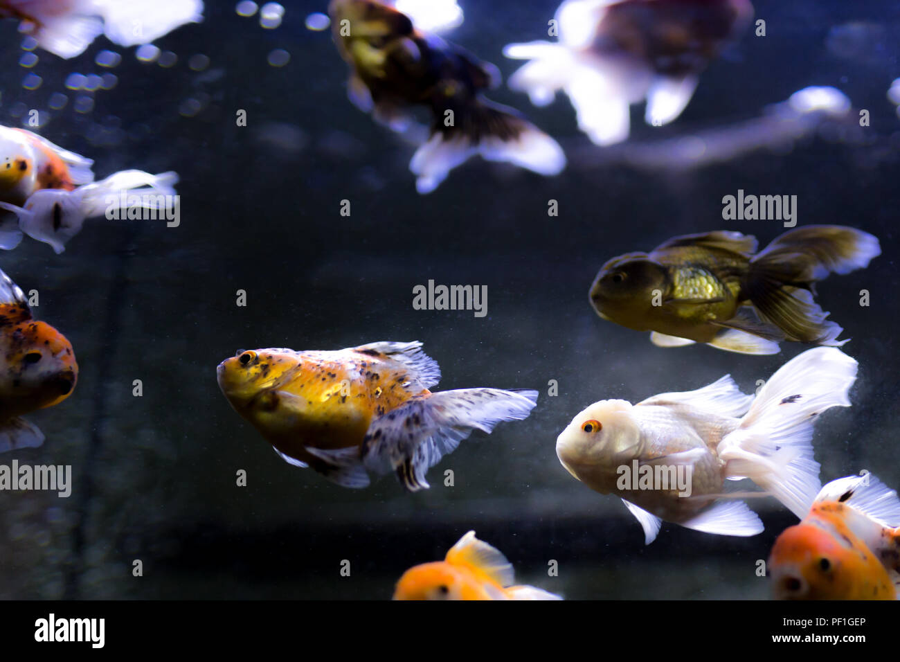 Gold fish swimming in the aquarium Stock Photo - Alamy
