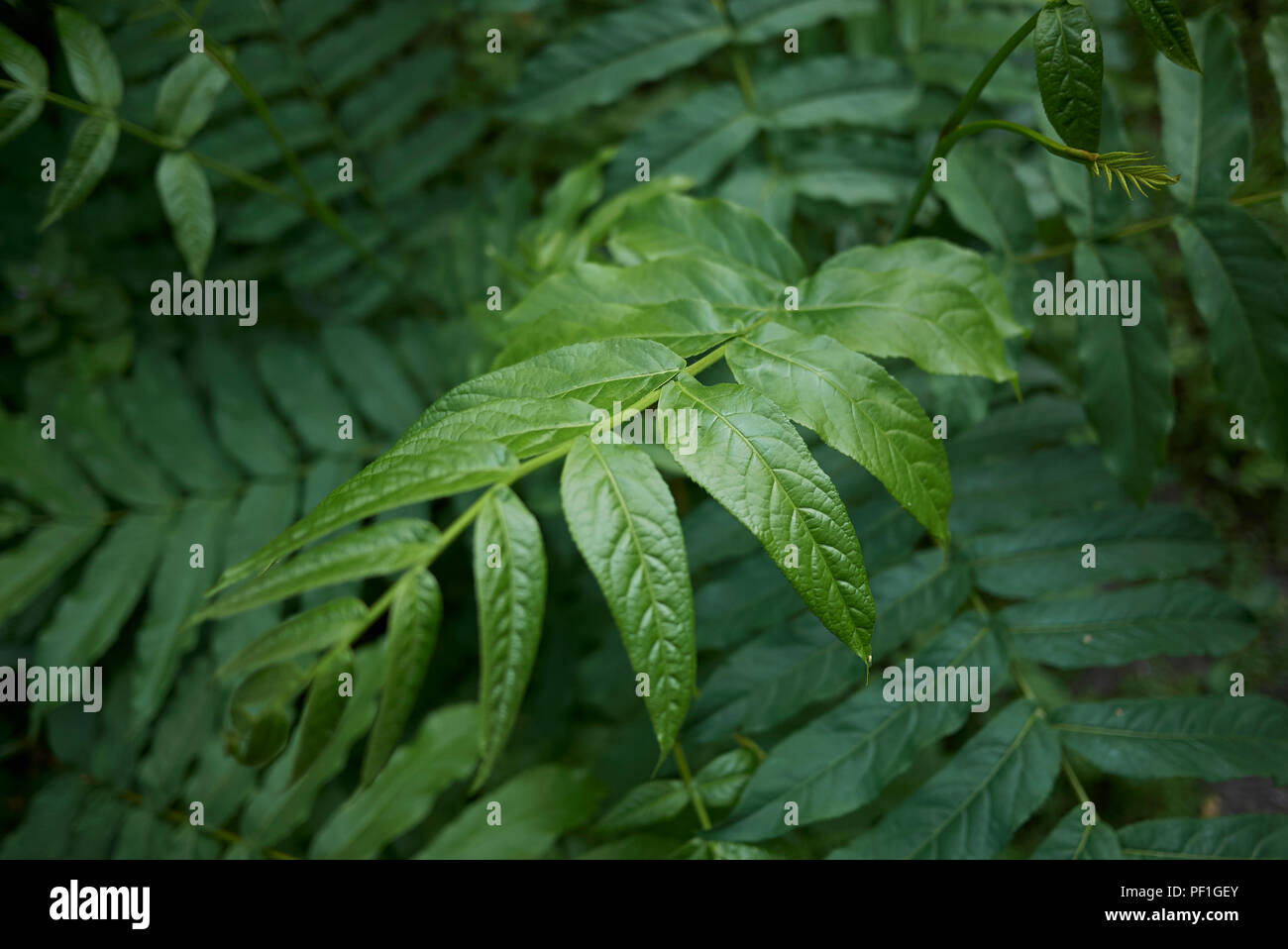 Pterocarya fraxinifolia hi-res stock photography and images - Alamy