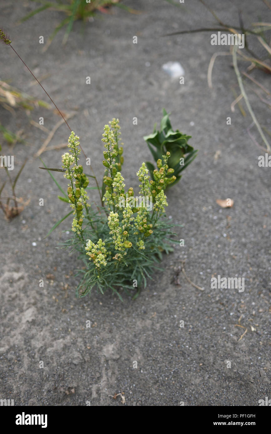 Reseda green hi-res stock photography and images - Alamy