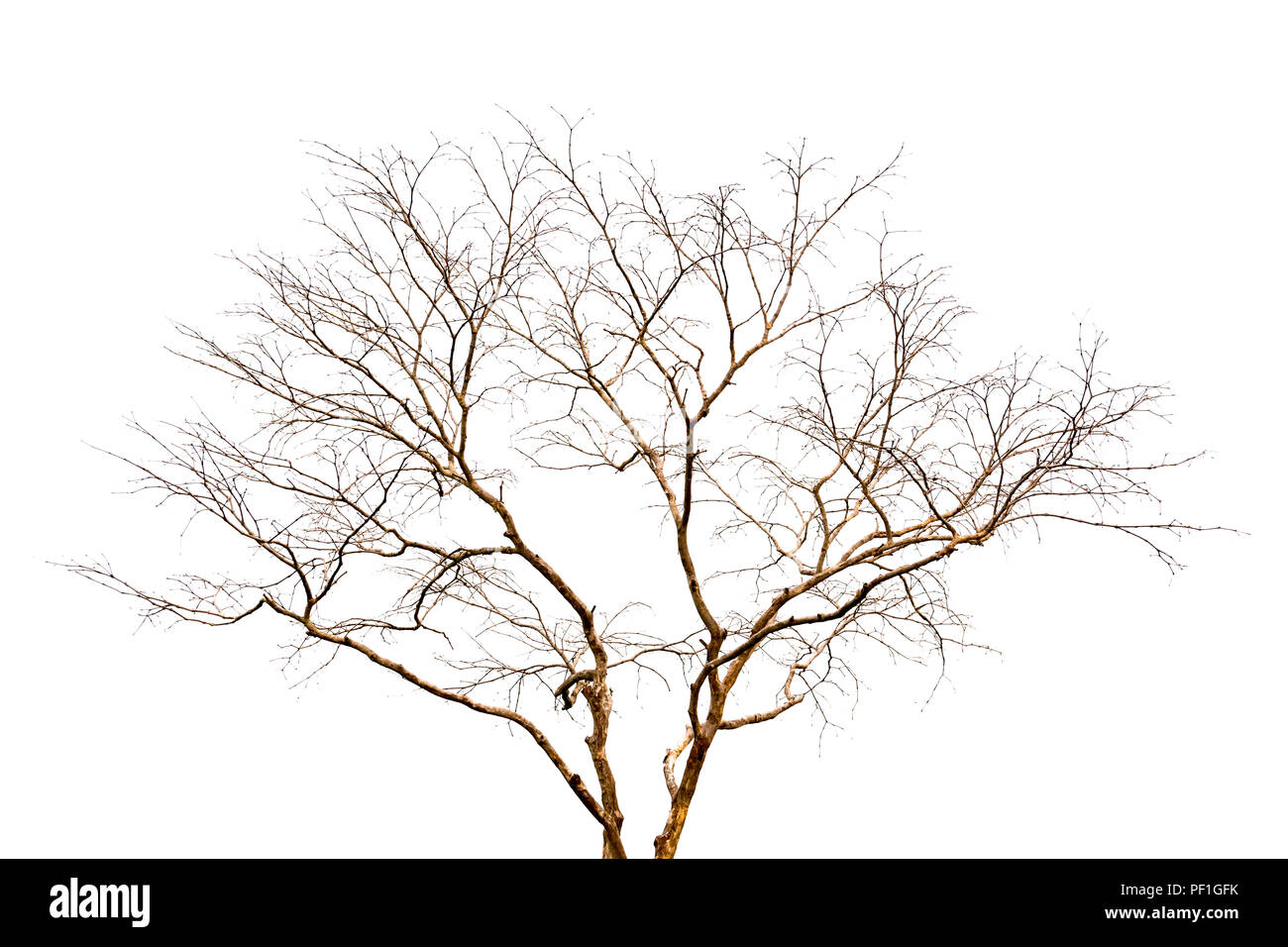 Dry tree without leaves isolated Stock Photo - Alamy