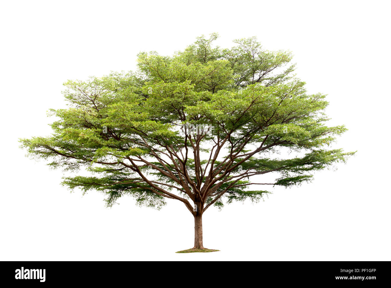 Terminalia hi-res stock photography and images - Alamy