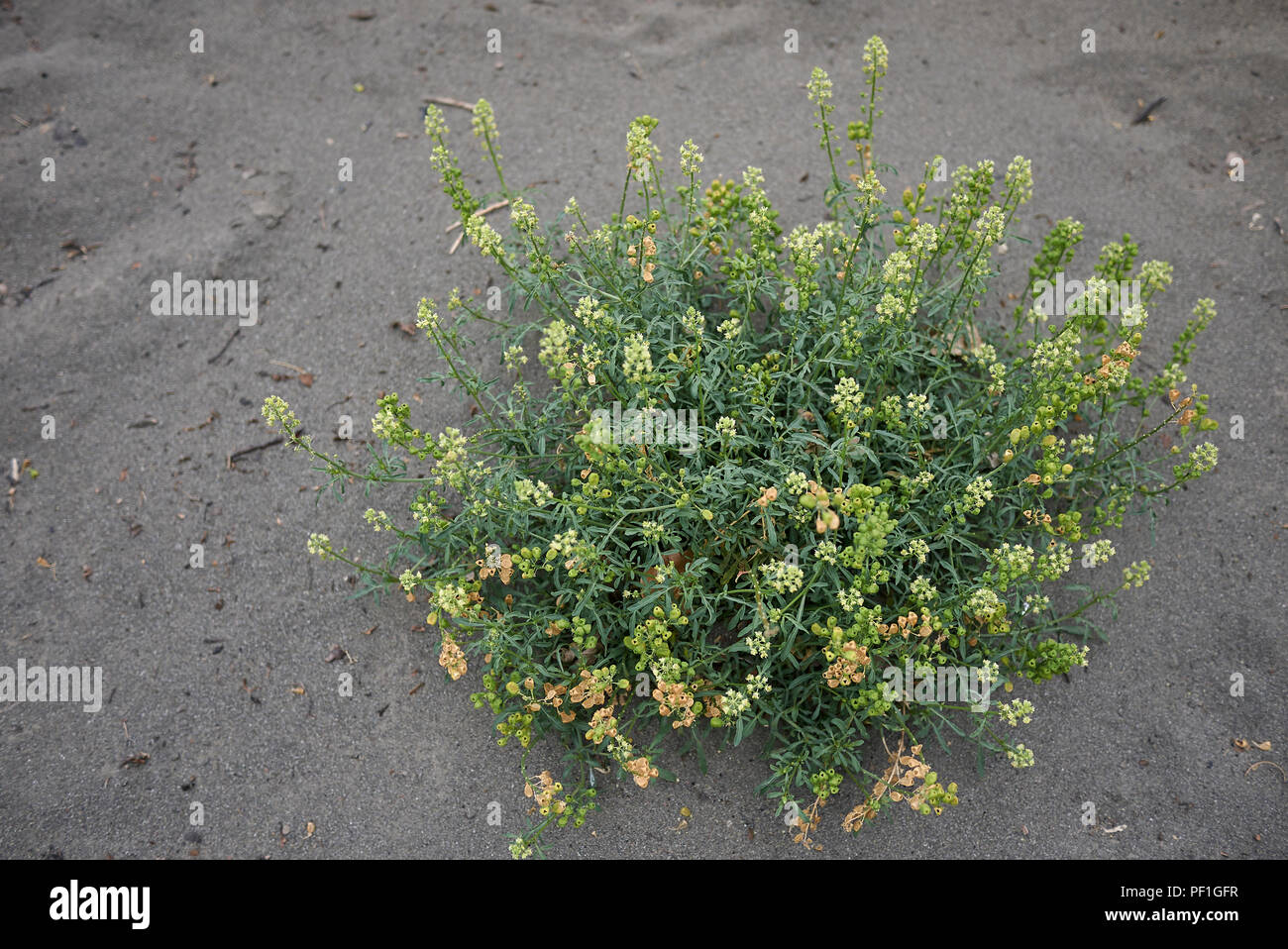 Reseda green hi-res stock photography and images - Alamy