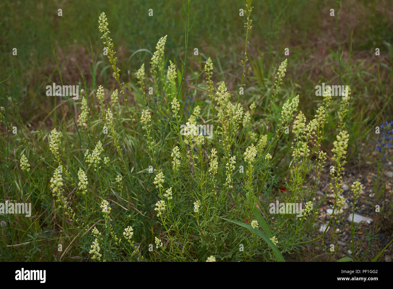 Reseda lutea hi-res stock photography and images - Alamy