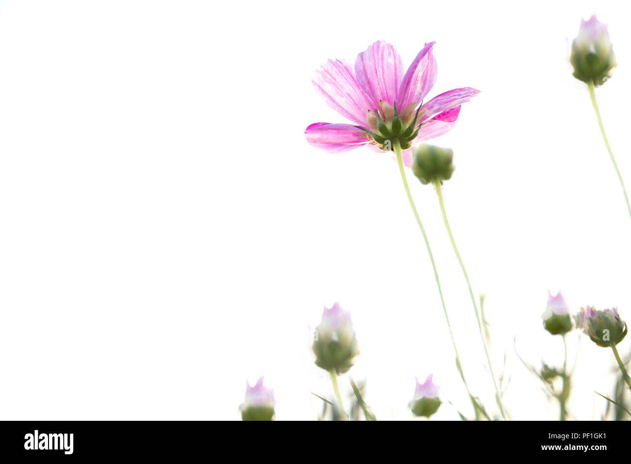 Pink Cosmos flower isolated Stock Photo - Alamy
