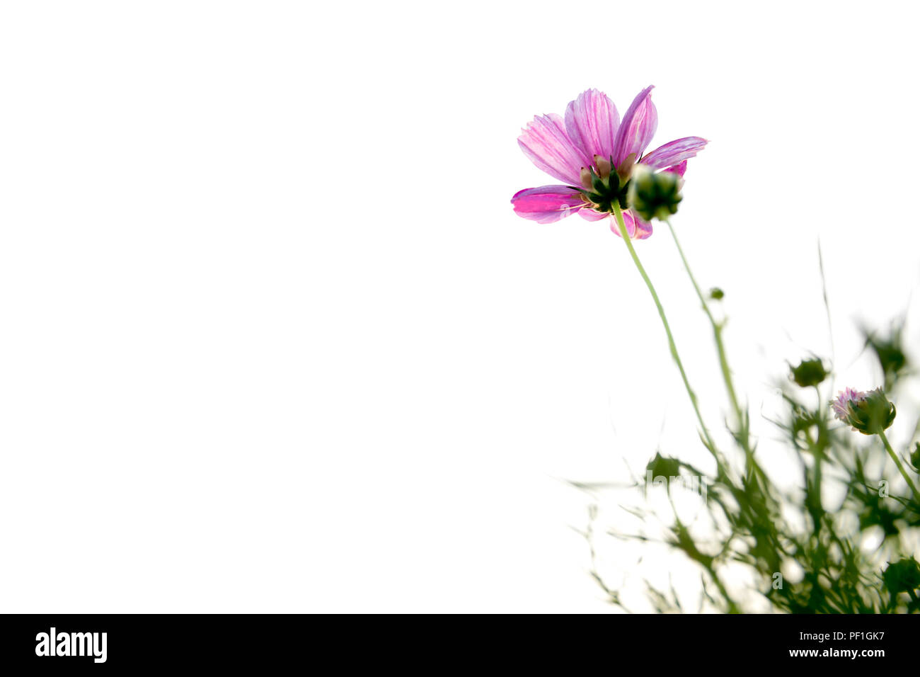 Pink Cosmos flower isolated Stock Photo - Alamy