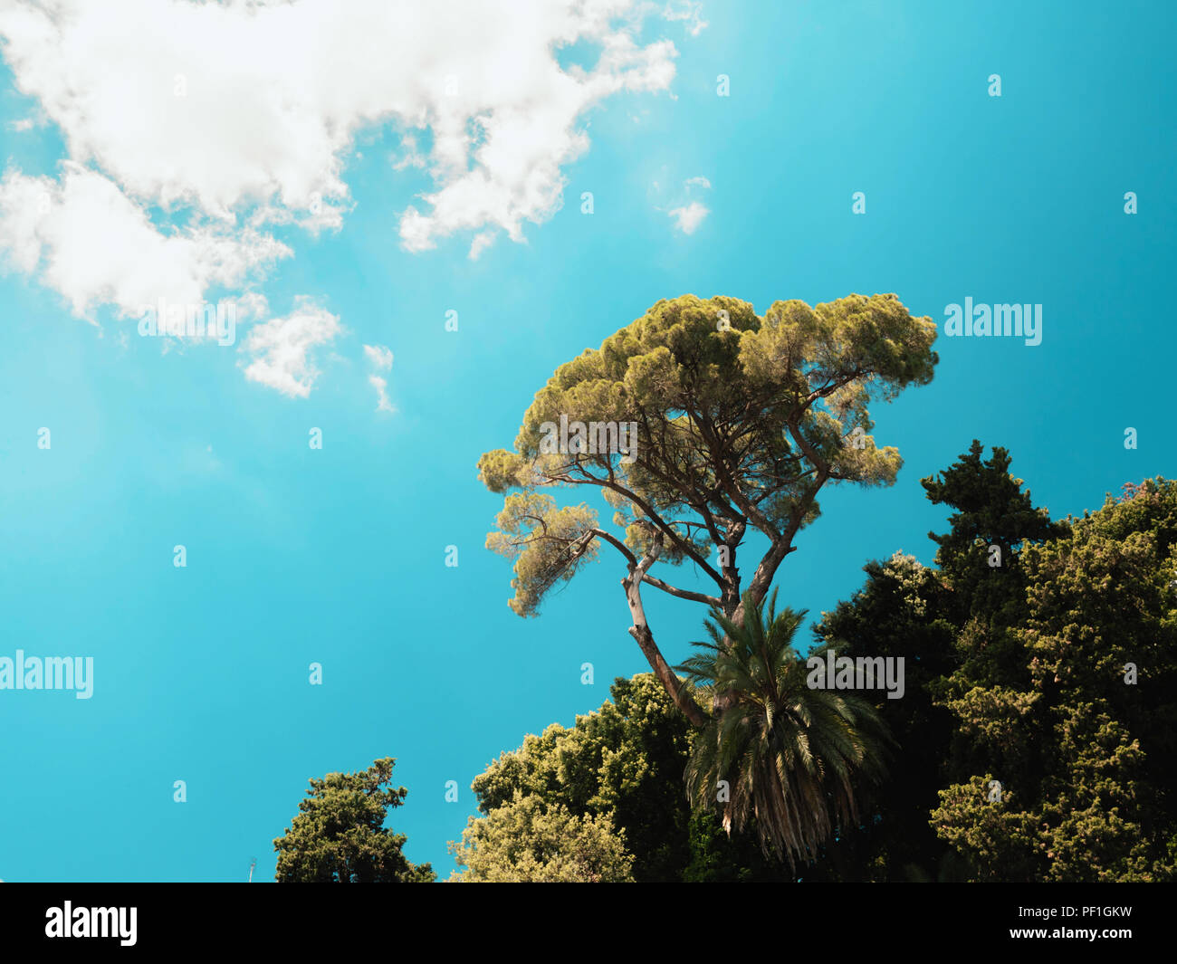 Beautiful pine tree on blue sky background, Rome Stock Photo - Alamy