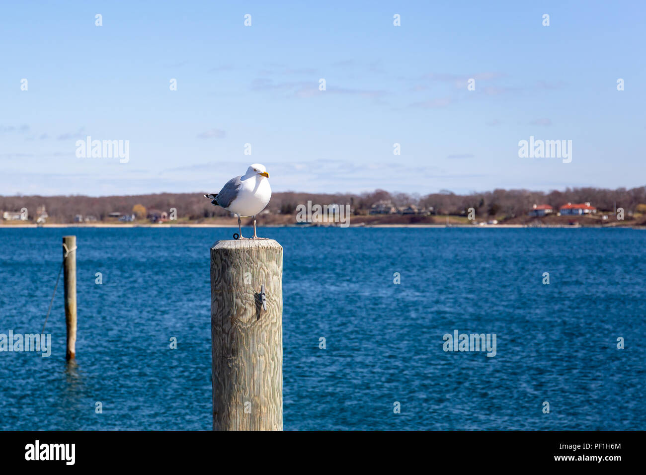 Seagull standing on wooden pole hi-res stock photography and images - Alamy