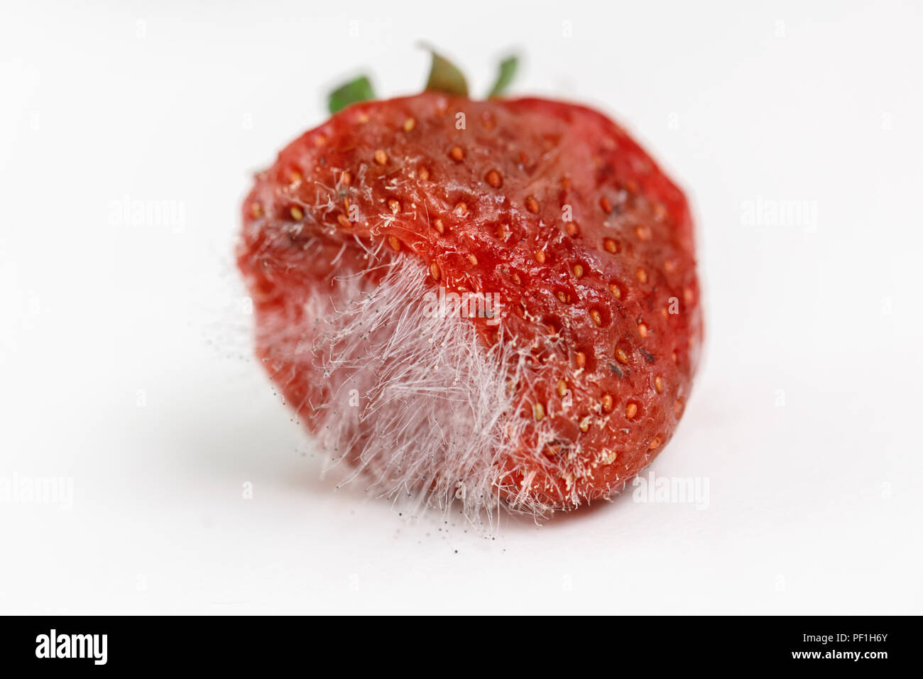 Closeup macro shot image of rotten strawberry with large mold isolated ...