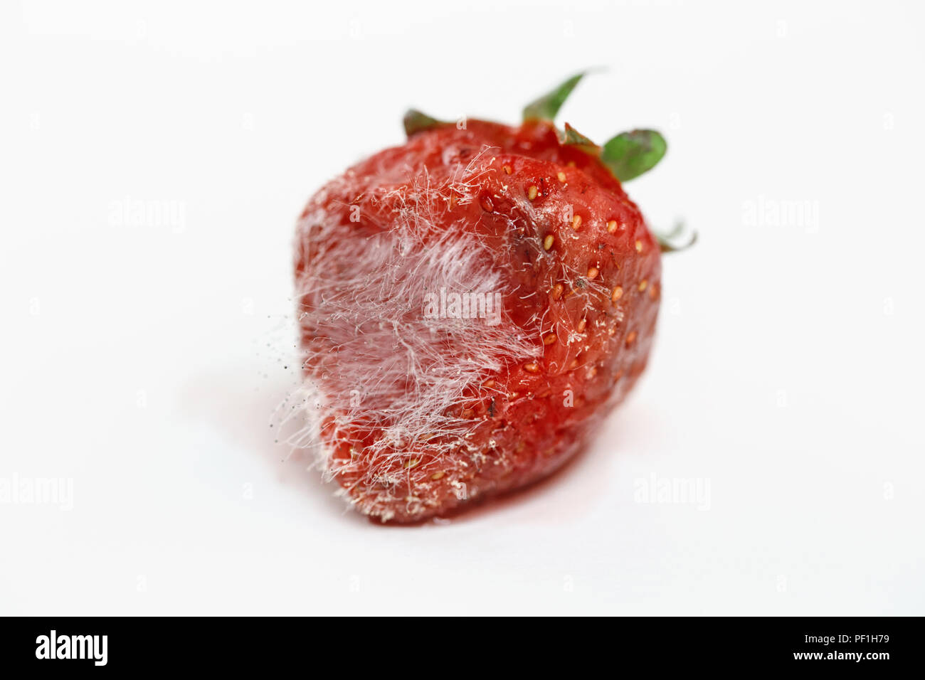 Closeup macro shot image of rotten strawberry with large mold isolated ...