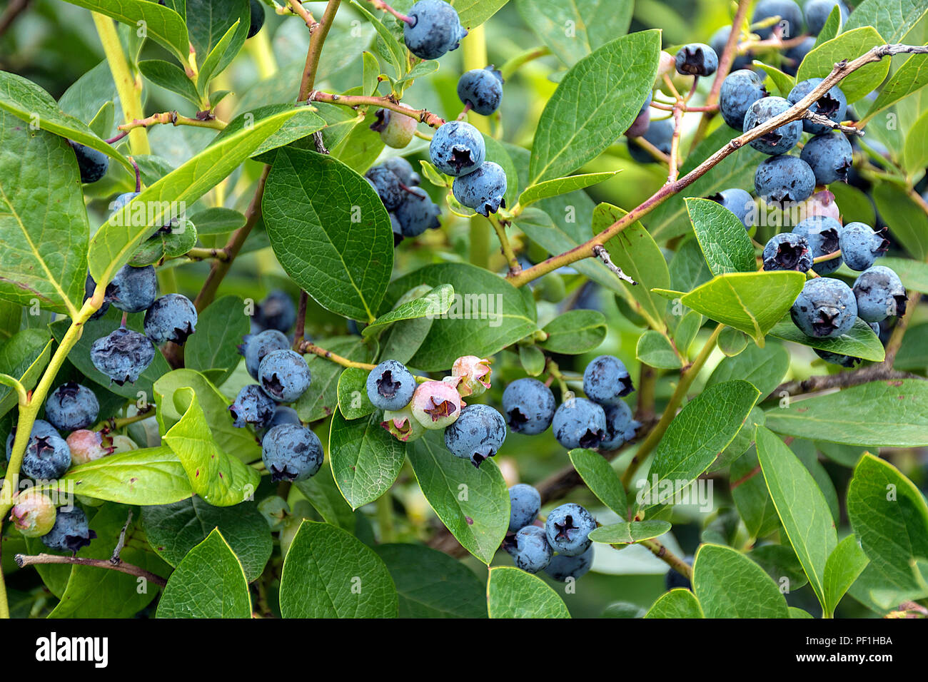 Blueberry crop hi-res stock photography and images - Alamy