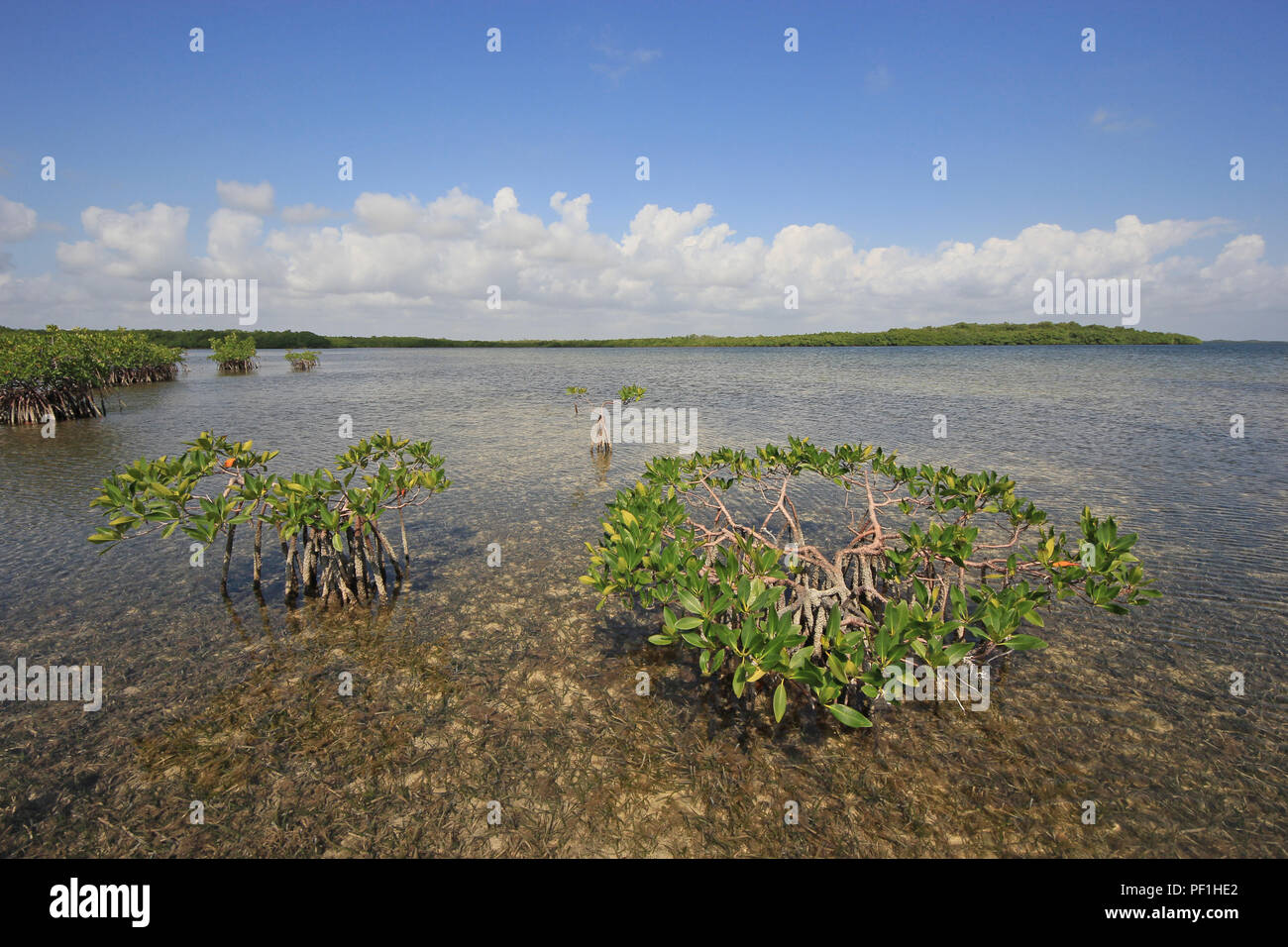 Mangroves in florida keys hi-res stock photography and images - Alamy
