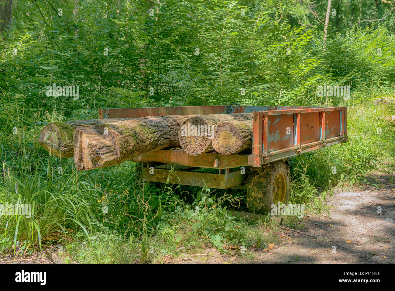 Logs and tree trunks hi-res stock photography and images - Alamy