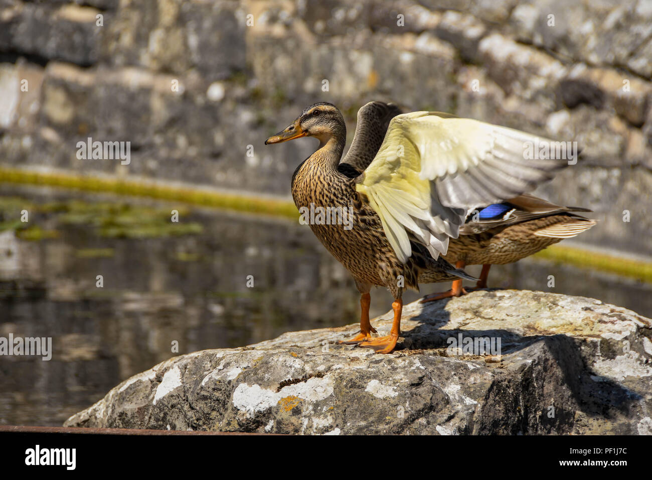 Wild duck flapping to dry its wings Stock Photo - Alamy