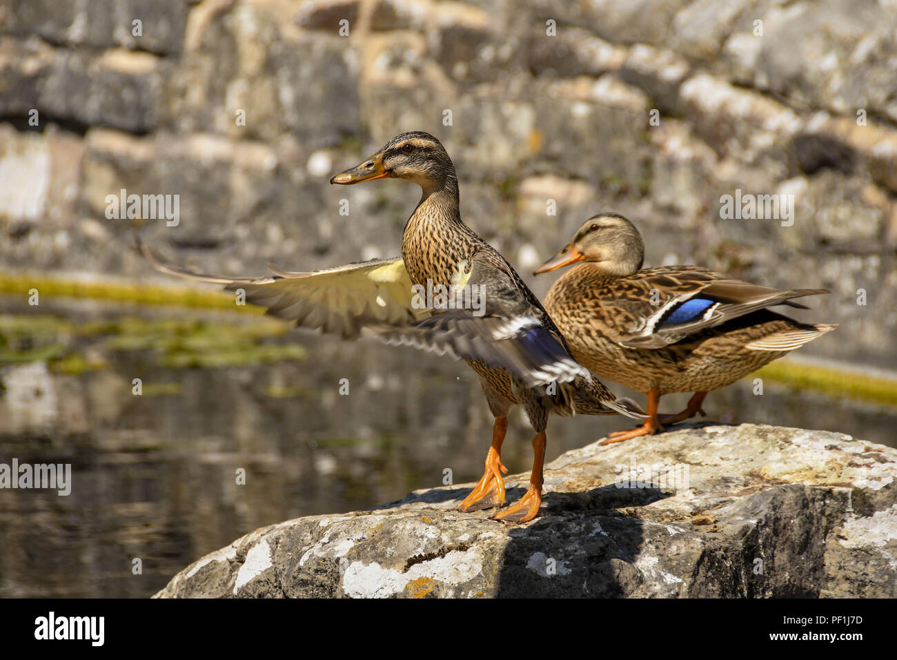 Wild duck flapping to dry its wings Stock Photo - Alamy