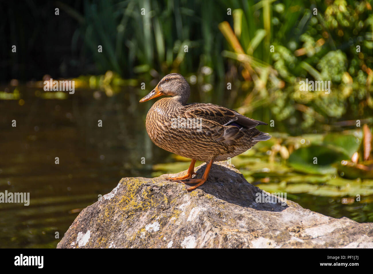 Single brown duck hi-res stock photography and images - Alamy