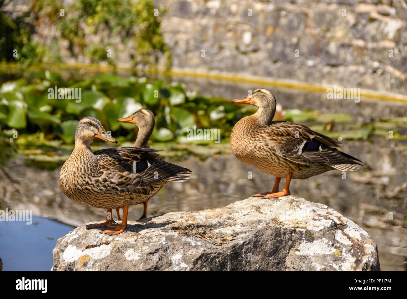 Trio of river ducks hi-res stock photography and images - Alamy