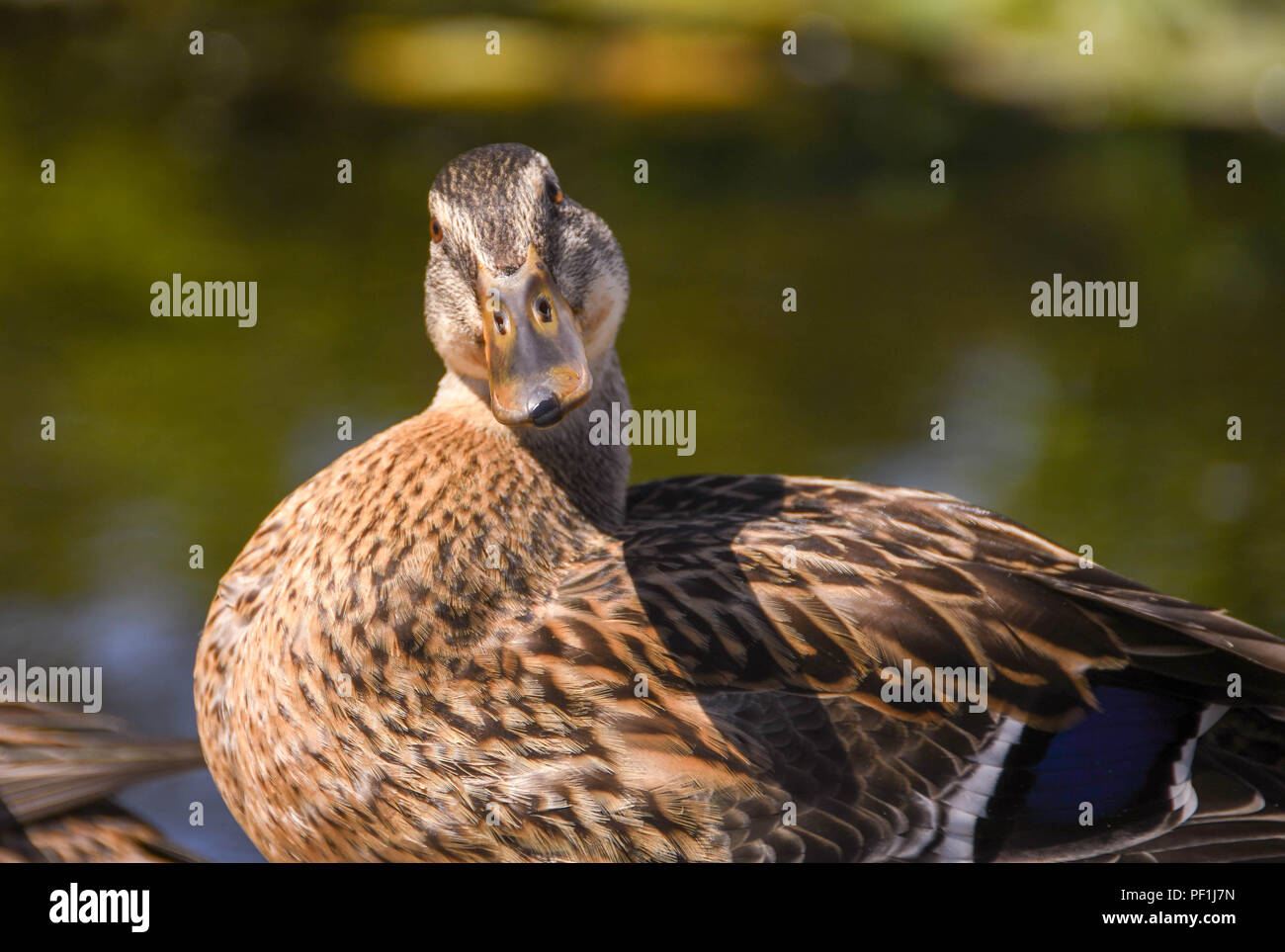 Duck looking into the camera hi-res stock photography and images - Alamy