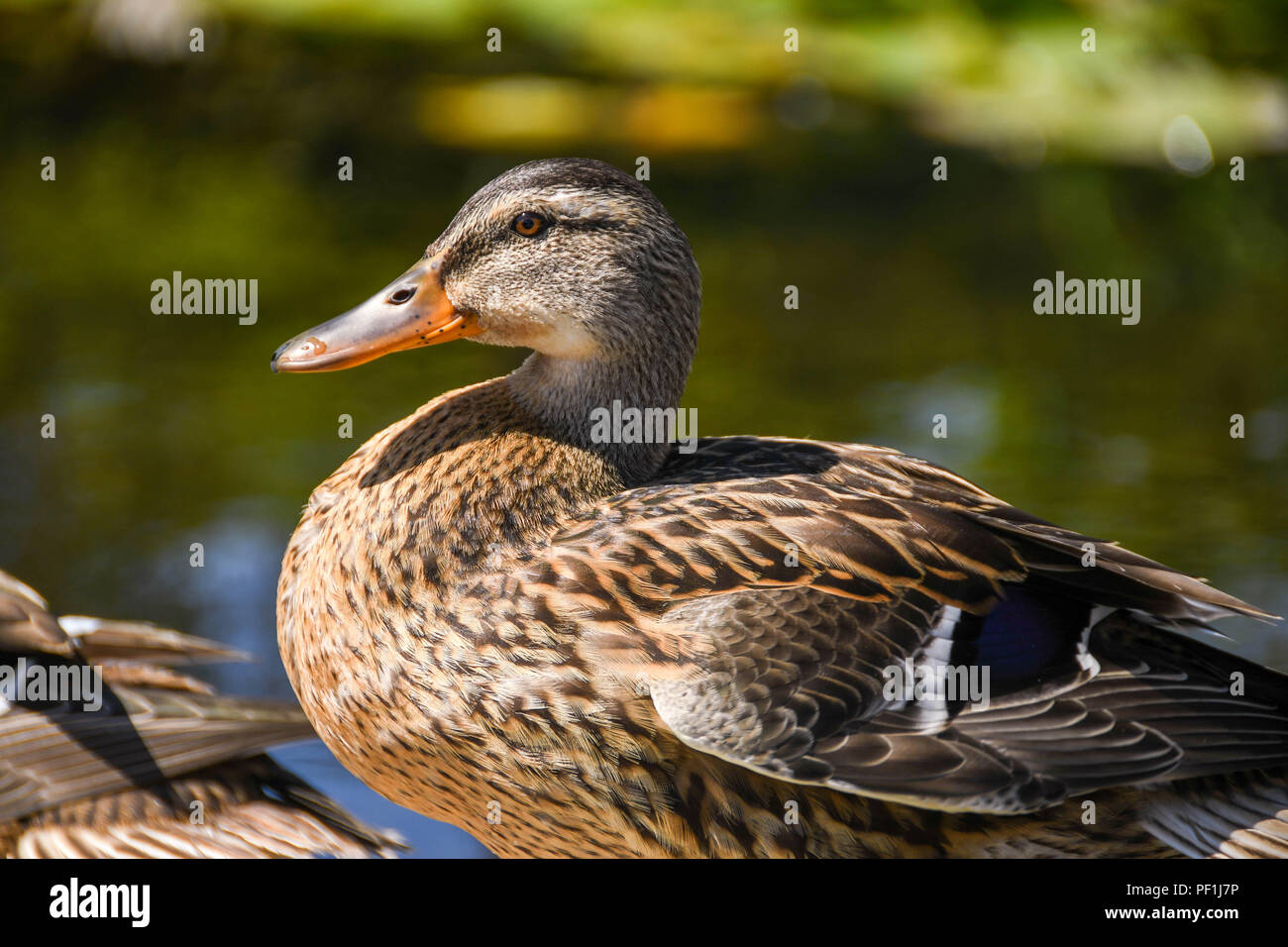 Bird with tucked in wings hi-res stock photography and images - Alamy