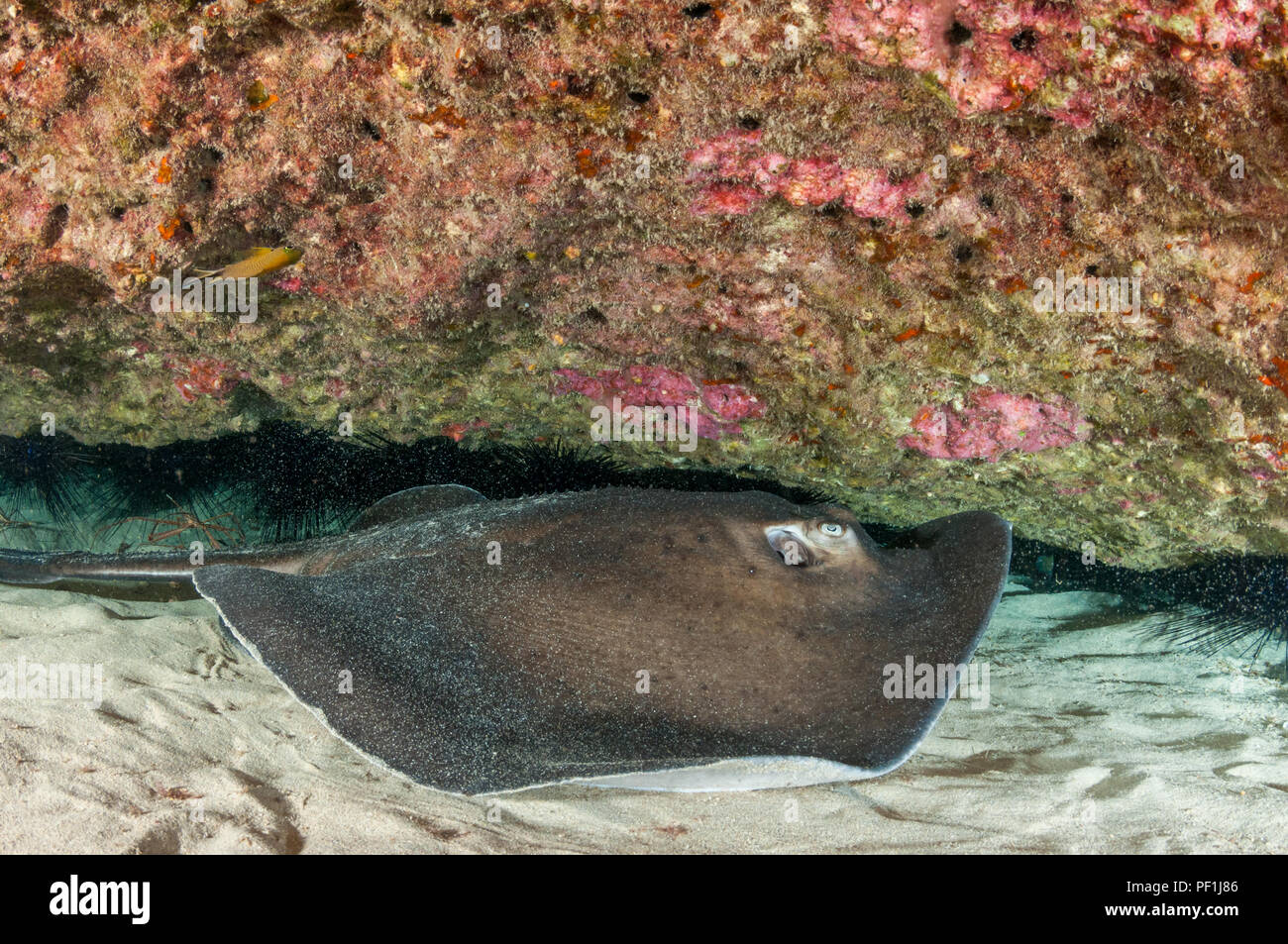 Atlantic stingrays hi-res stock photography and images - Alamy