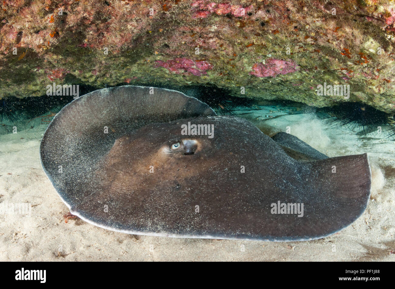 Round stingray taeniura grabata hi-res stock photography and images - Alamy